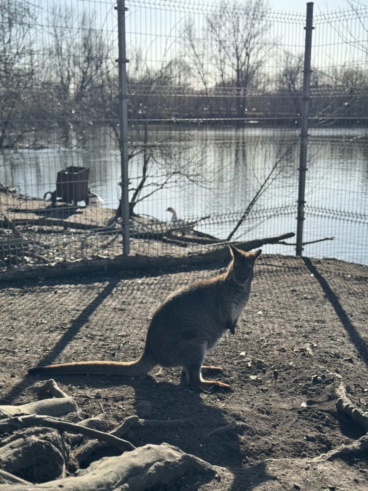 Kengura červenokrká/benettova - Malkia Park